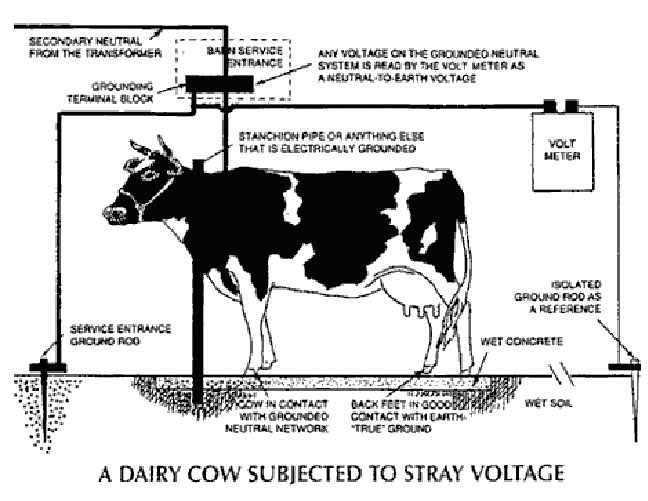Symptoms of Stray Voltage